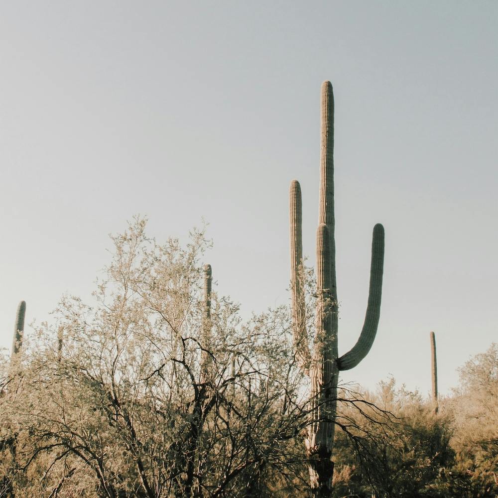 Arizona Desert Square Art Print by Boheme At Home – Fy!
