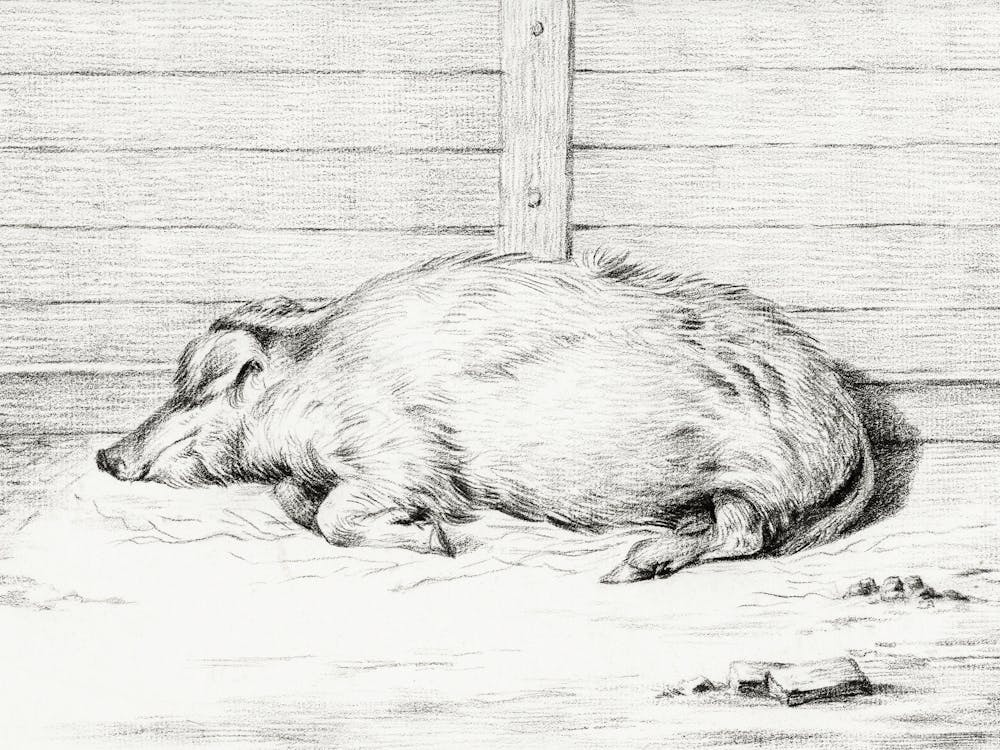 Lying Pig (1812), Jean Bernard Art Print by Fy! Classic Art Prints and ...