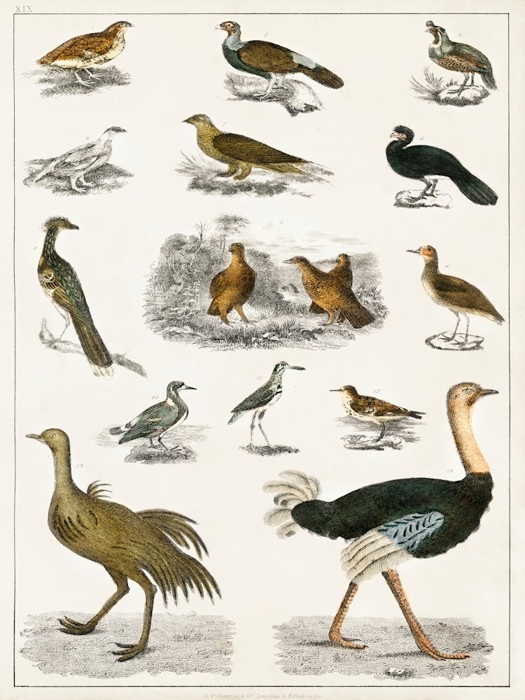 Collection Of Various Birds, Oliver Goldsmith Art Print by Fy! Classic ...