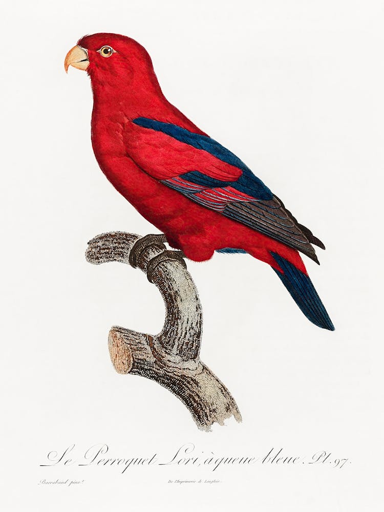 The Red Lory From Natural History Of Parrots, Francois Levaillant Art ...