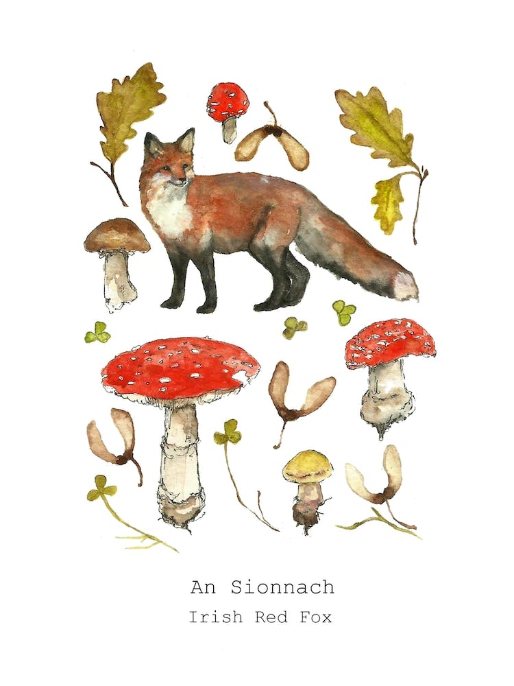 Irish Red Fox Art Print by Lamblittle Illustration – Fy!