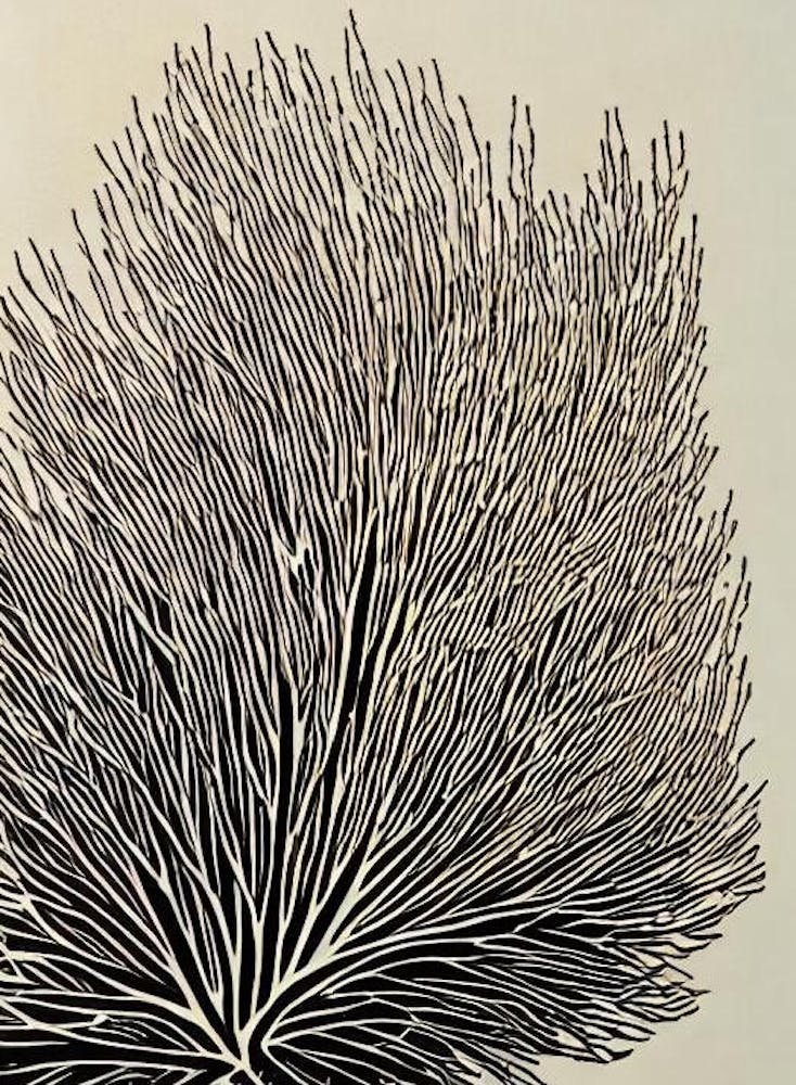 Acropora Anthocercis Ii Linocut Art Print by Reef Reflections – Fy!