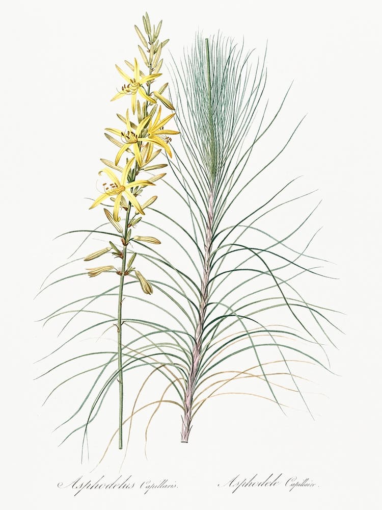 Jacob S Rod Illustration From Les Liliacées (1805), Pierre Joseph ...