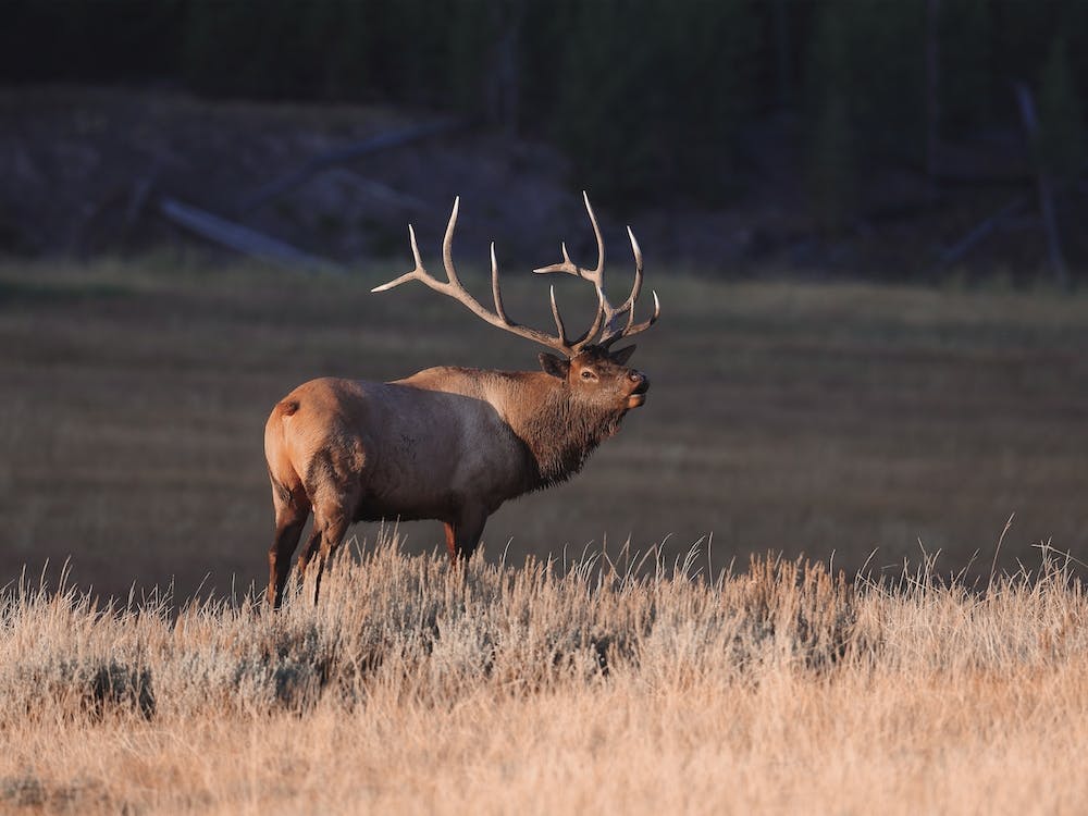 Golden Hour Bull Elk Art Print by Western Range – Fy!