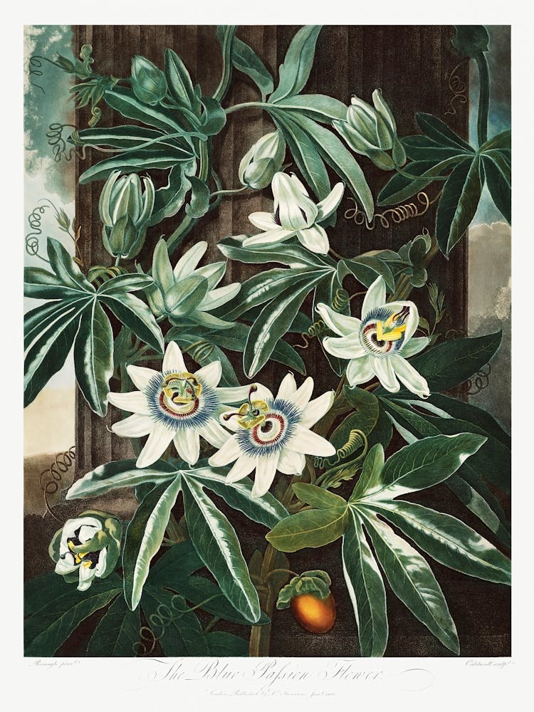 The Passiflora Cerulea From The Temple Of Flora (1807), Robert John ...