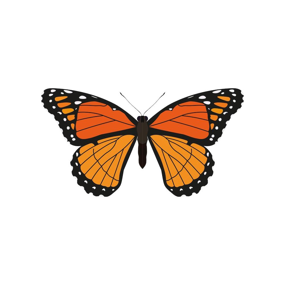 Orange Monarch Butterfly Square Art Print by Saskia Lucy – Fy!