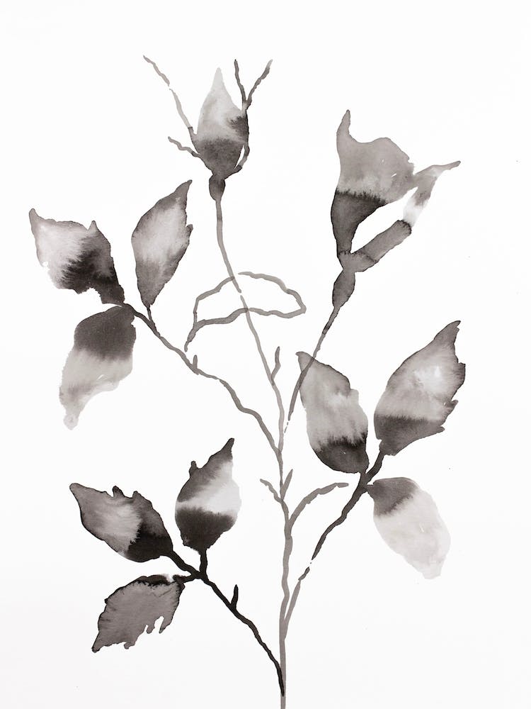 Rose Study 67 Art Print by Elizabeth Becker – Fy!