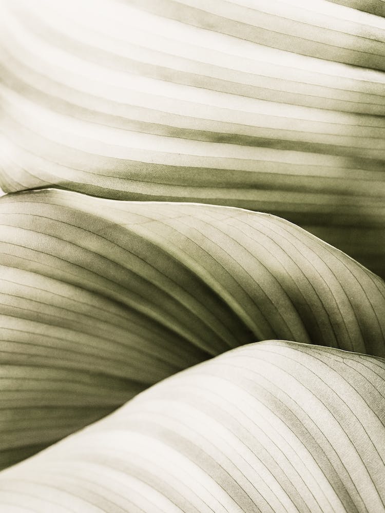 Wavy Leaves Art Print by Indio Page – Fy!
