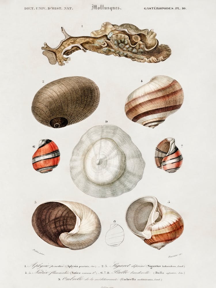 Different Types Of Mollusks , Charles Dessalines D'Orbigny 1 Art Print ...