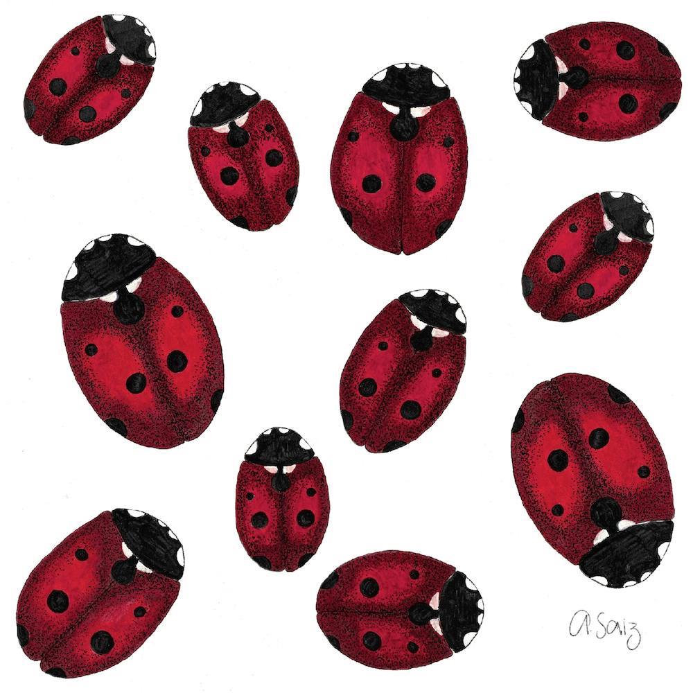 Ladybugs 2 Art Print by Ale Saiz Studio – Fy!