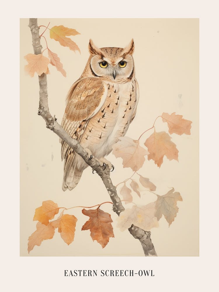 Vintage Bird Drawing Eastern Screech Owl 2 Poster Art Print by ...