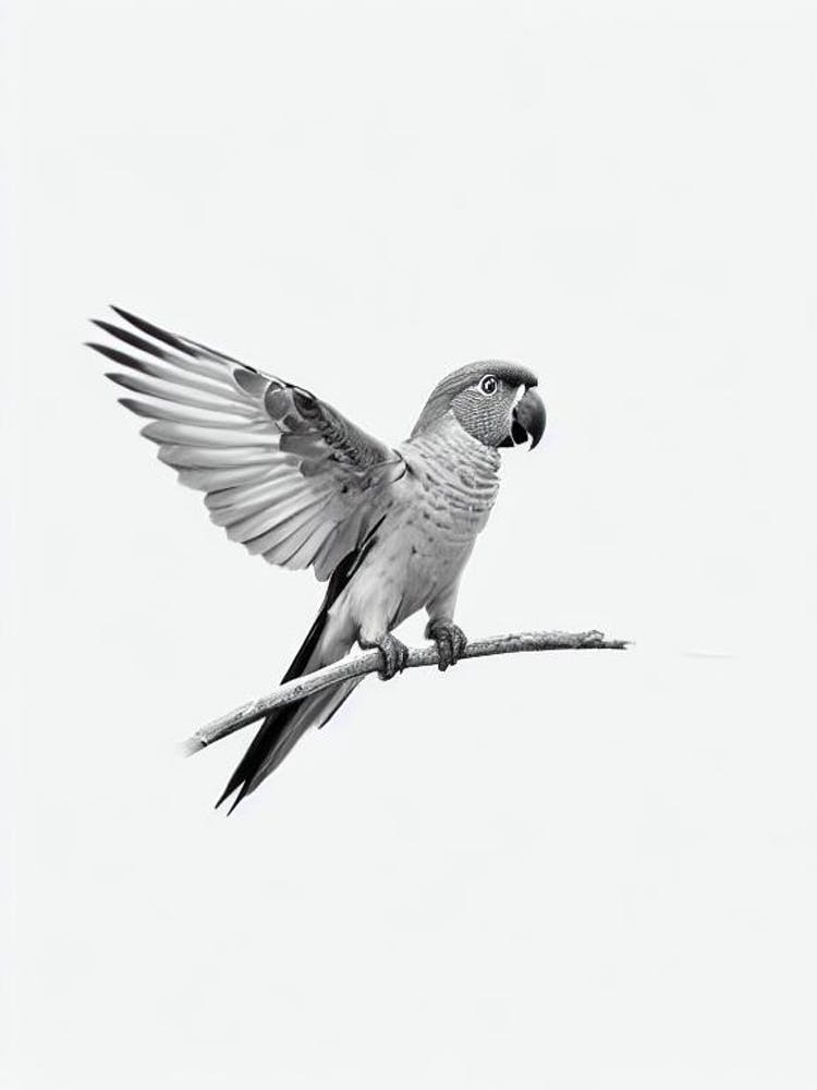 Parrot B&W Pencil Drawing 2 Bird Art Print by Featherline – Fy!