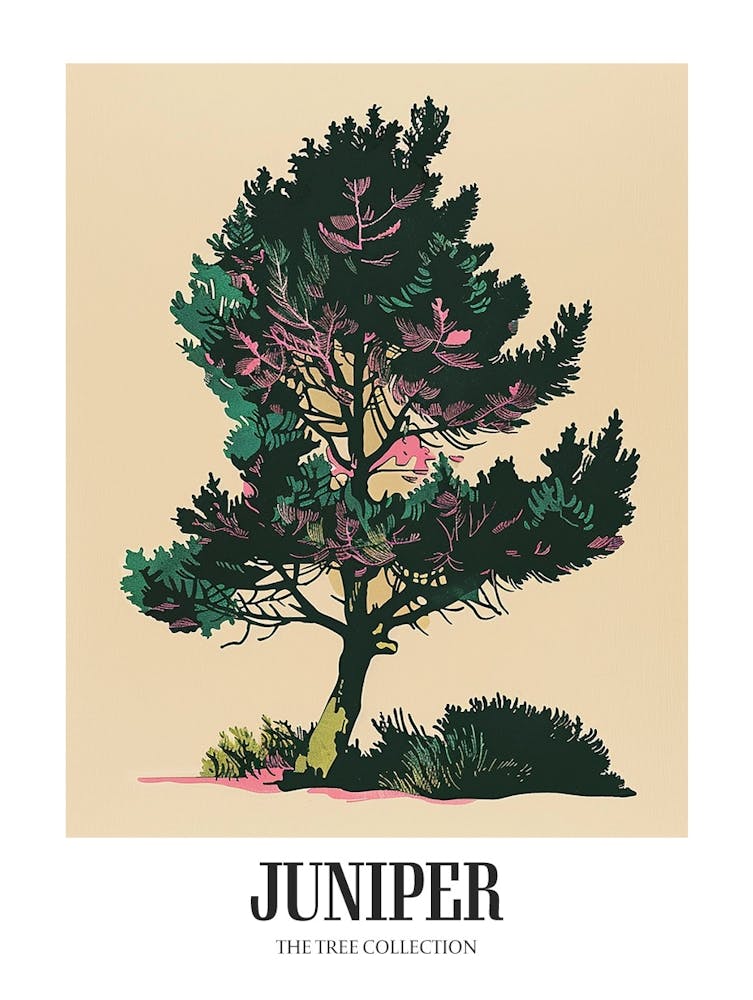 Juniper Tree Colourful Illustration 2 Poster Art Print by Bough And ...