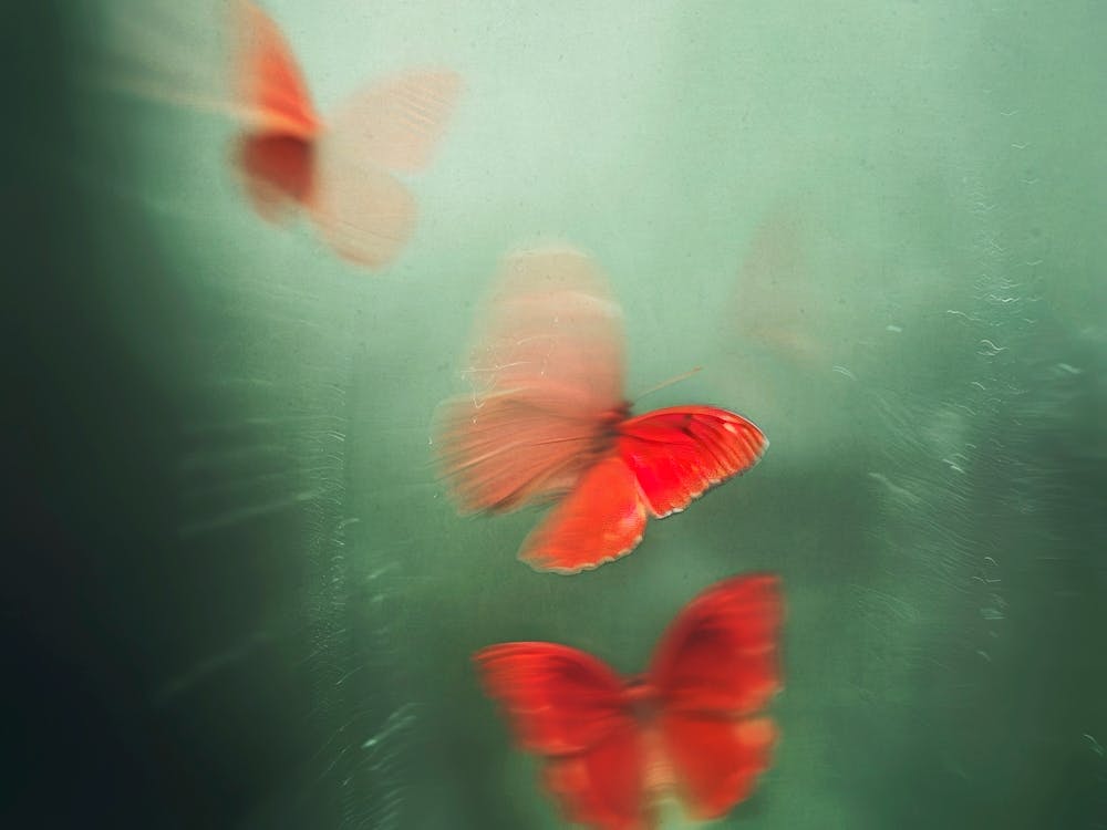 The Red Butterflies Art Print by Treechild – Fy!