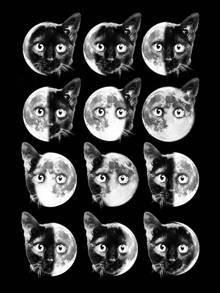 Cat Moon Phases Art Print by Dikhotomy – Fy!