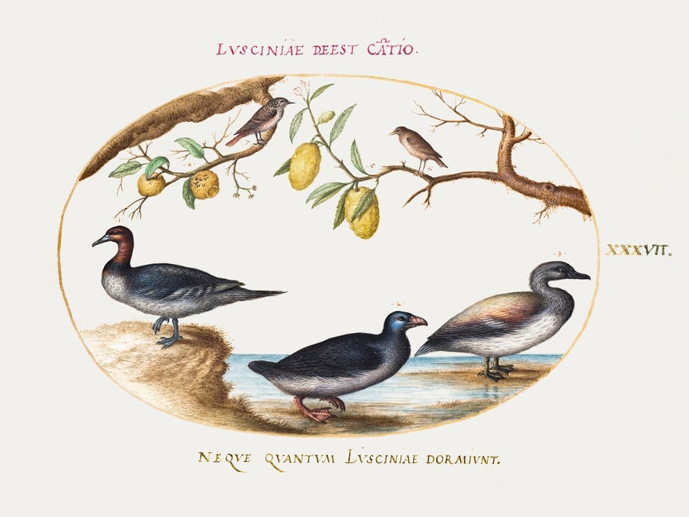 Three Waterfowl With Two Birds Perched In Citrus Trees (1575–1580 ...