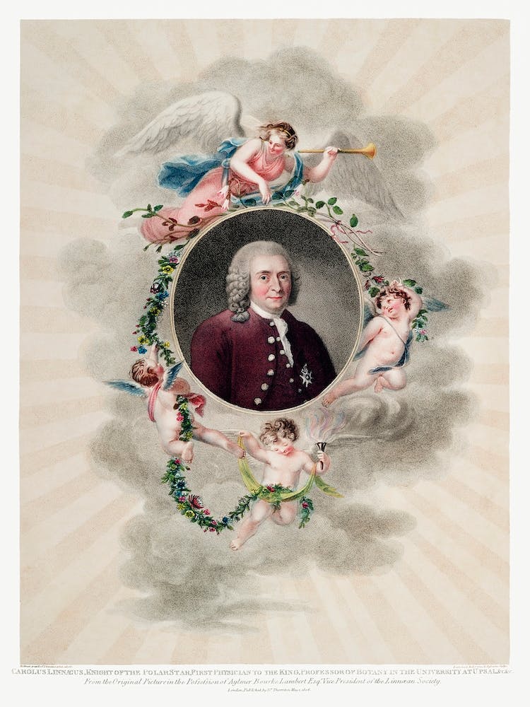 The Portrait Of Carl Linnaeus From The Temple Of Flora (1807), Robert ...