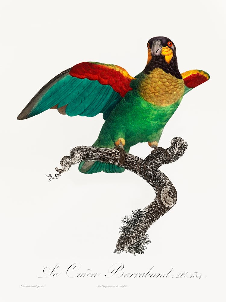 The Orange Cheeked Parrot, From Natural History Of Parrots, Francois ...