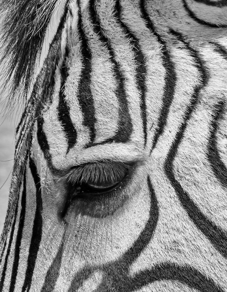 Zebra Eyelash Art Print by Thula Photography – Fy!